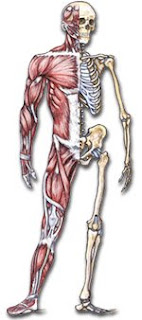 Facts About the Human Body: Muscles And Bones