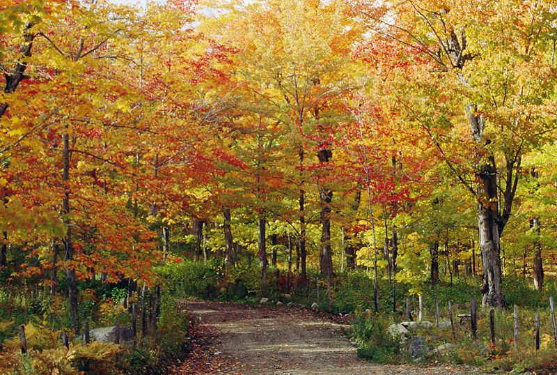 trailsnet: Aspen tops the top ten fall foliage viewing areas