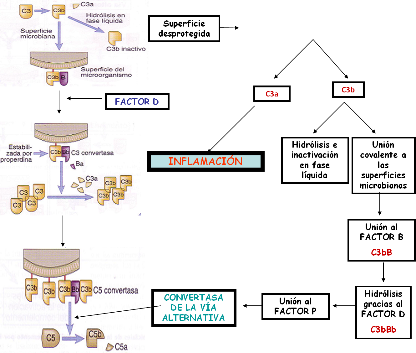 INMUNOLOGIA: INFLAMACIÓN