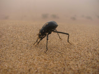 Namibia Diaries: September 2009