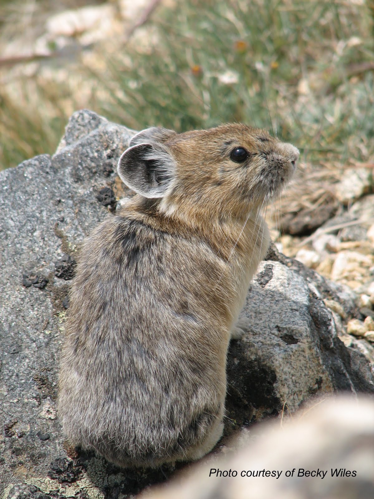 Grand Teton National Park News Releases: Lecture Series on Changes ...