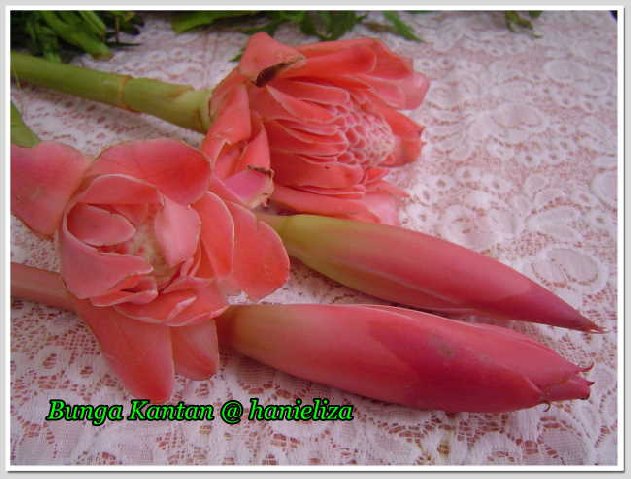 Hanieliza's Cooking: Bunga Kantan