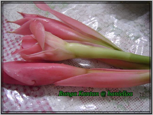 Hanieliza's Cooking: Bunga Kantan