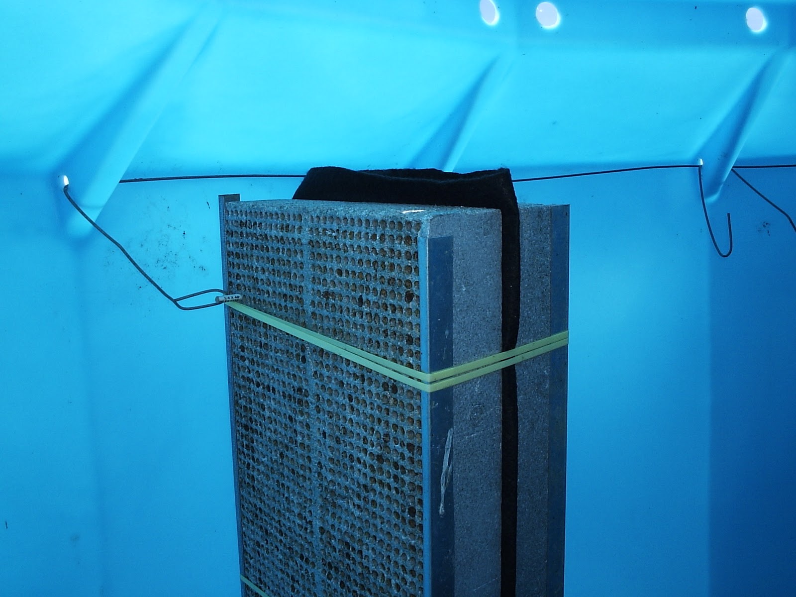 Bees in the prairies - Beediverse Mason Bees