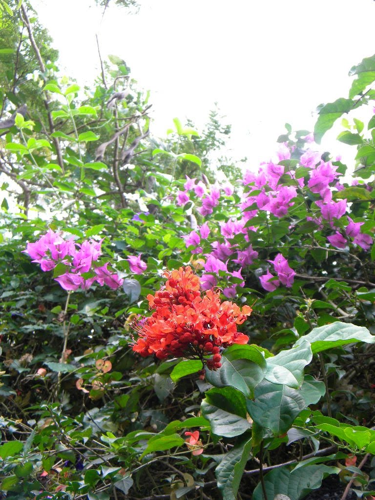 Our Mission to the Philippines: Sonya's Gardens and Anilao - Christmas ...