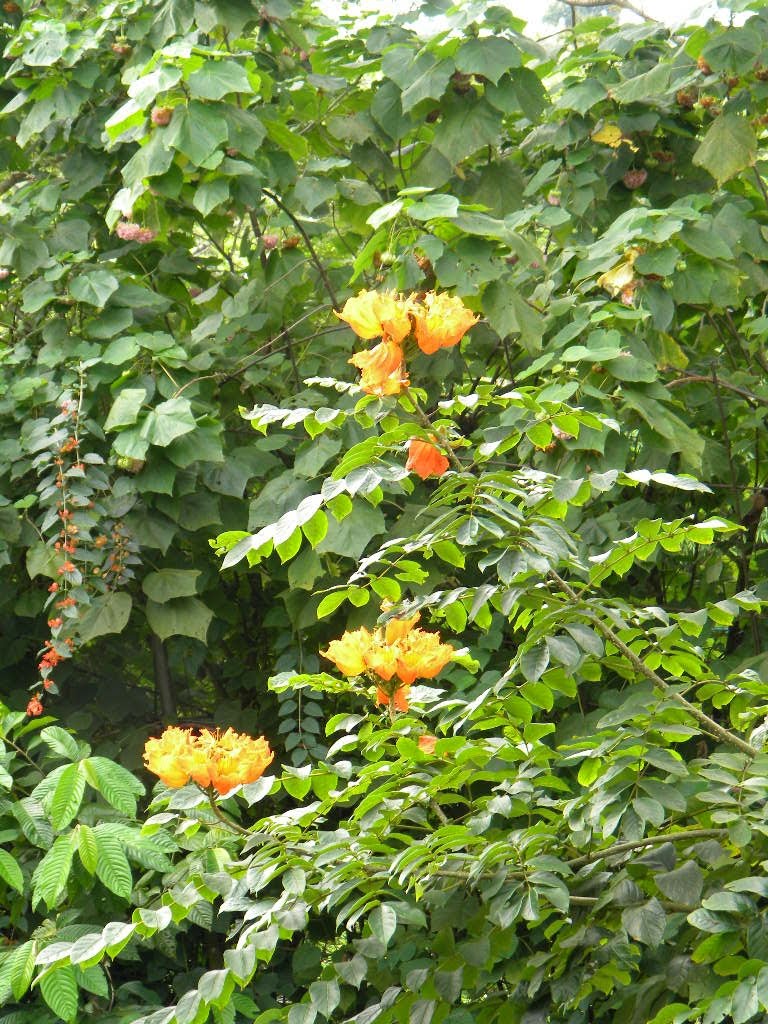 Our Mission to the Philippines: Sonya's Gardens and Anilao - Christmas ...