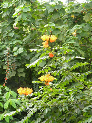 Our Mission to the Philippines: Sonya's Gardens and Anilao - Christmas ...