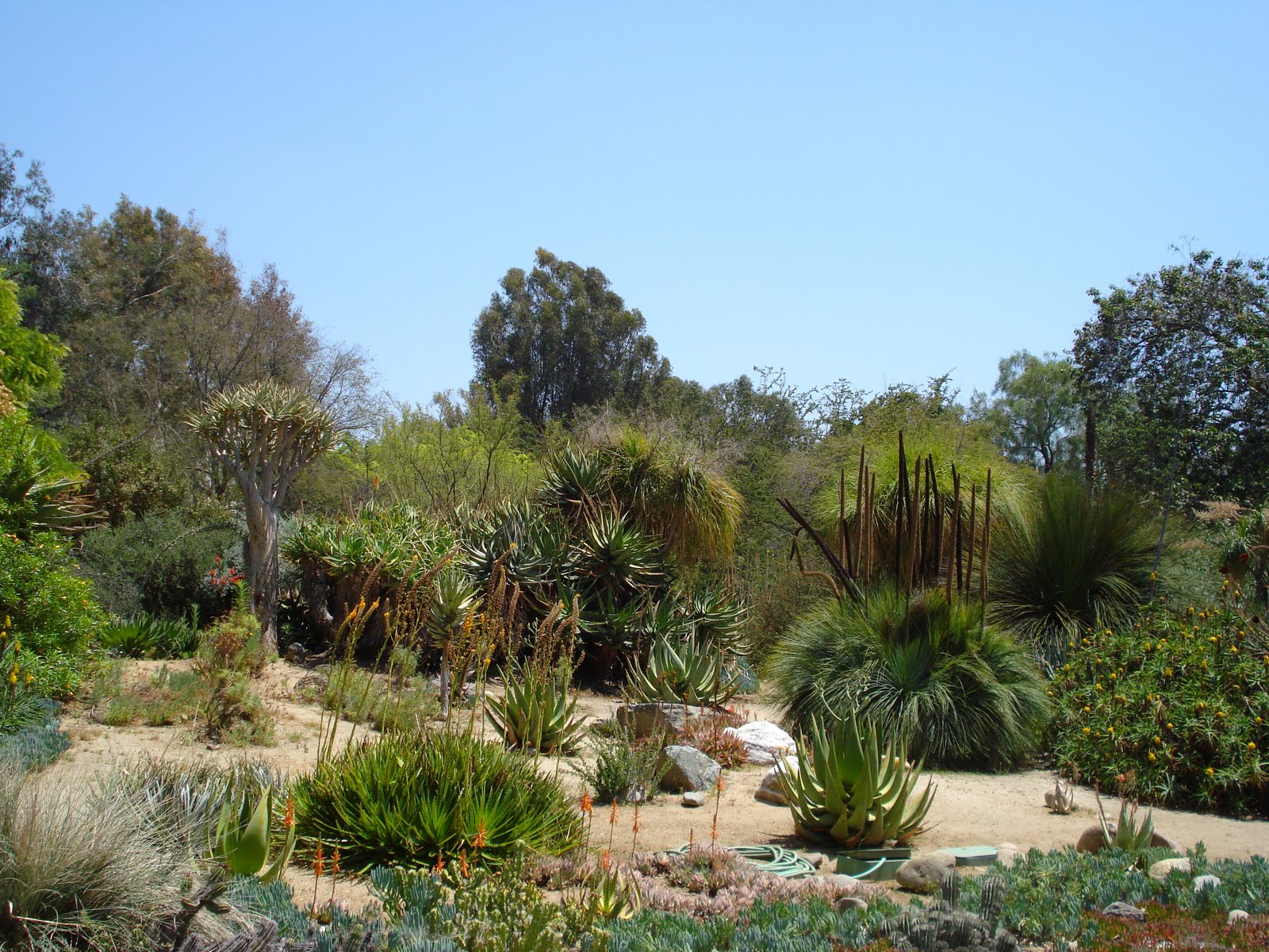 Sees Eats Plays: Fullerton Arboretum