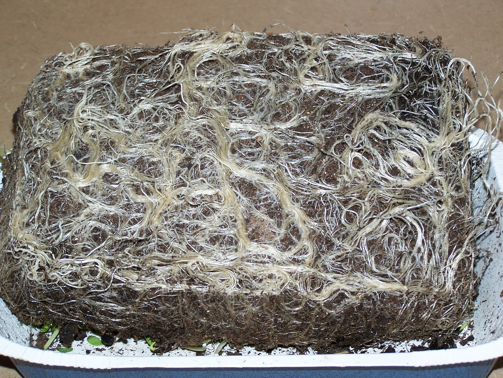 My Simple Sprouting Tray for Sunflower Greens