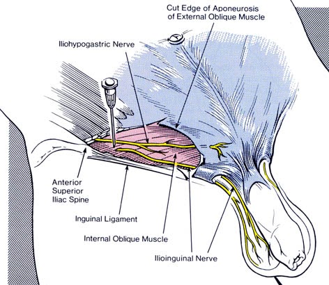 Sports Hernia Blog: nerve pathways