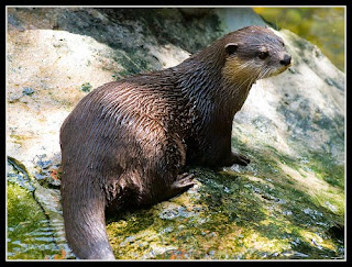 KELI OH KELI: TIPS MENGELAK SERANGAN MEMERANG KE ATAS KOLAM TERNAKAN IKAN