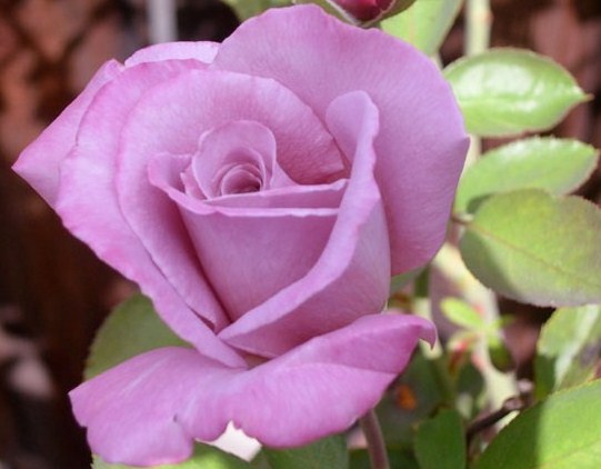 My World: Sebuah arti dalam warna bunga Mawar