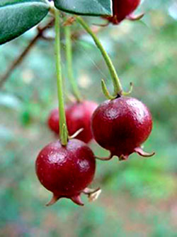 Murtinatural: Murta: Delicia natural