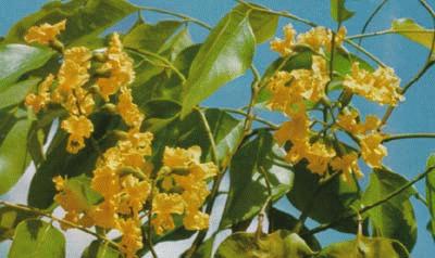 .: Gugurnya bunga angsana...