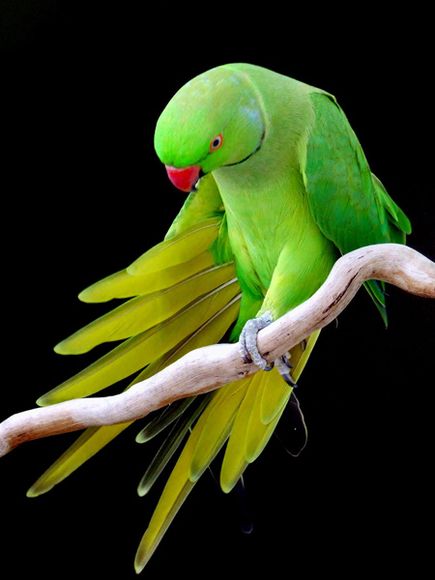 TratoHecho.com: Las aves más bellas del mundo