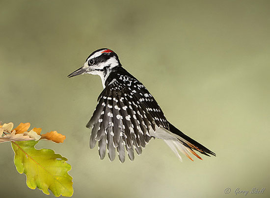 TratoHecho.com: Hiperrealistas fotografías de pájaros