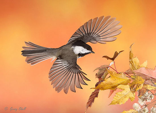 TratoHecho.com: Hiperrealistas fotografías de pájaros