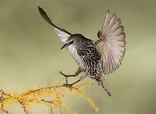 TratoHecho.com: Hiperrealistas fotografías de pájaros