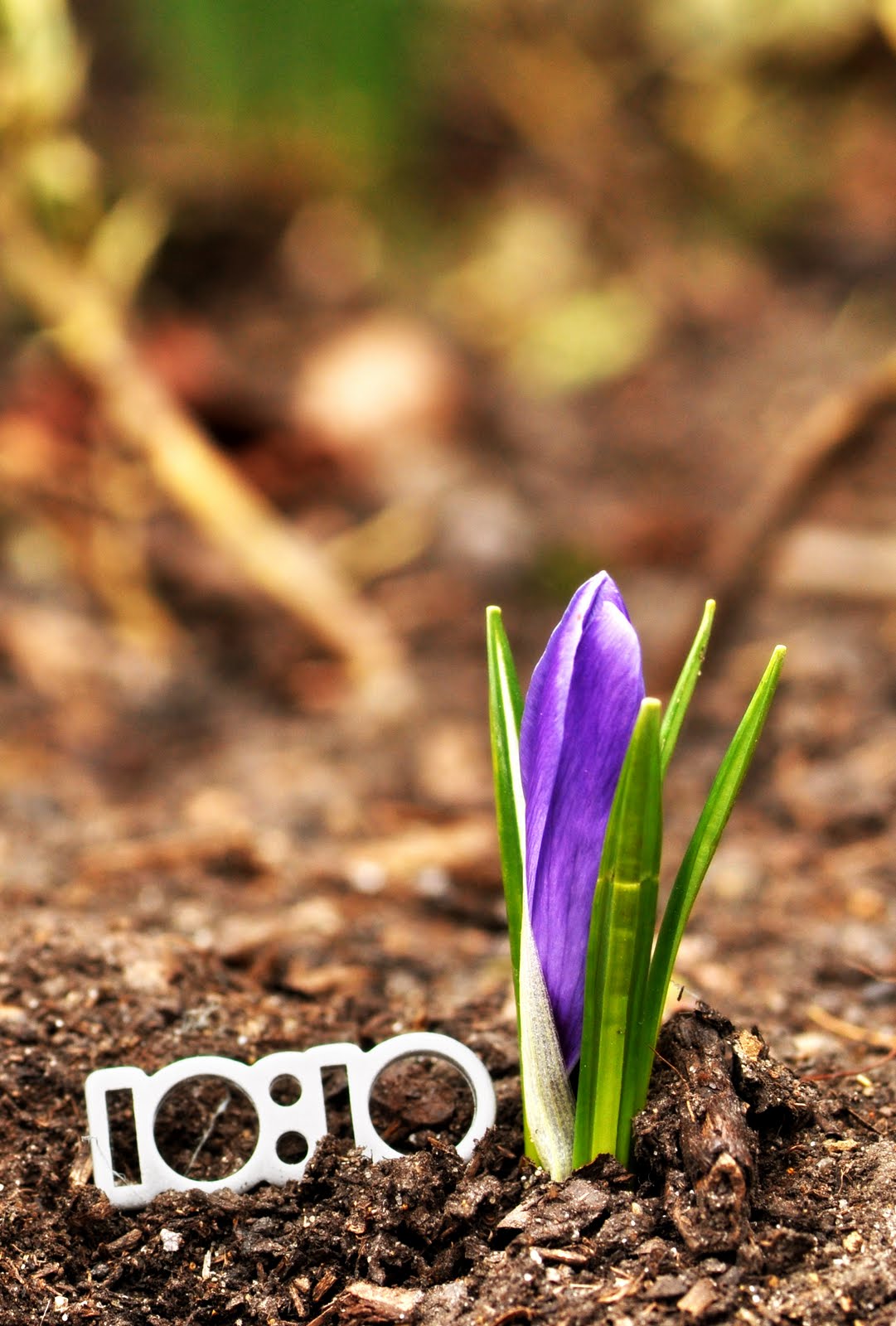 Alexis Rowell for a Greener Camden: March 2010