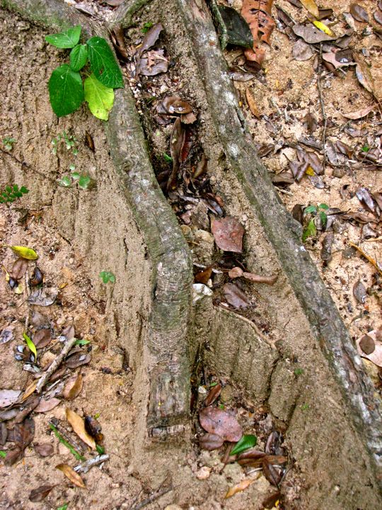 Jim & Carole's Mexico Adventure: Puerto Vallarta Part 5: Vallarta ...