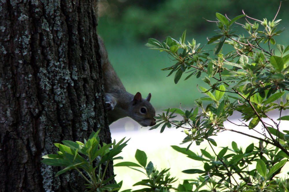 The Adventures of Bushwhack Jack: Today's Photos - Squirrels