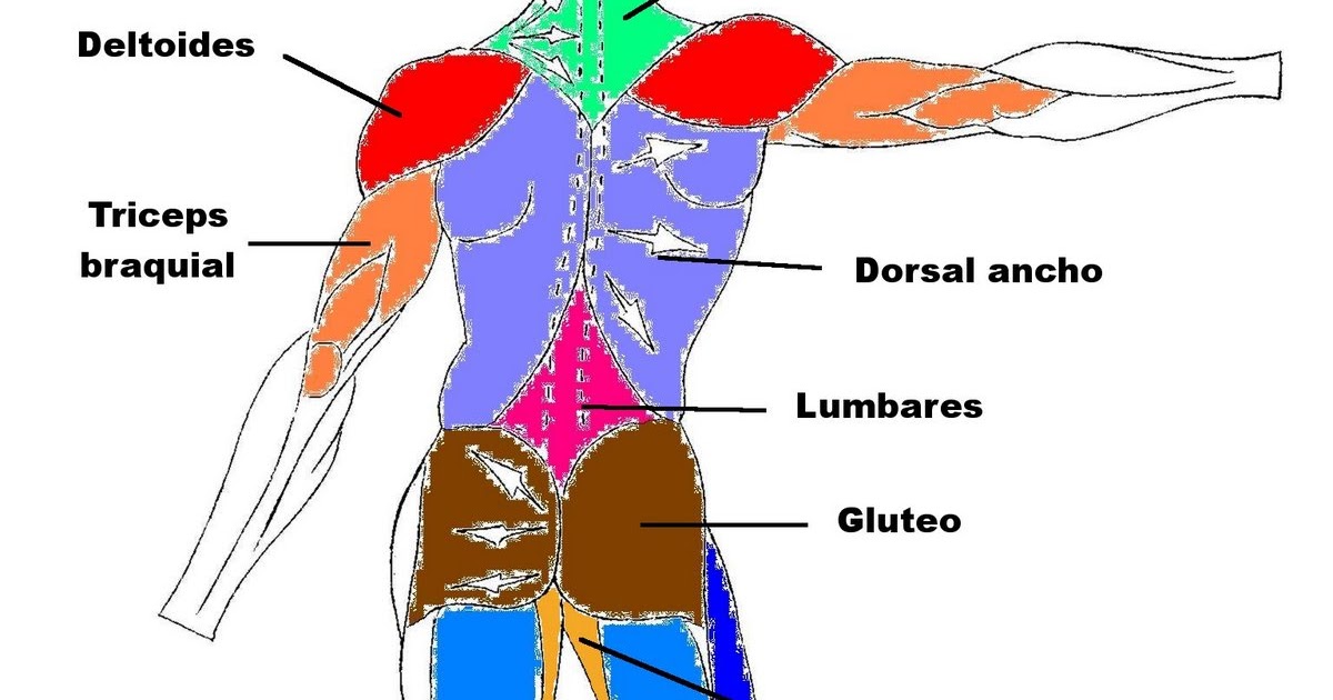 JAVI-EF: FICHA DE MÚSCULOS