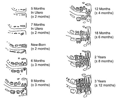 Flesh and Bones: VISUAL AID: AGE ESTIMATION FROM TEETH