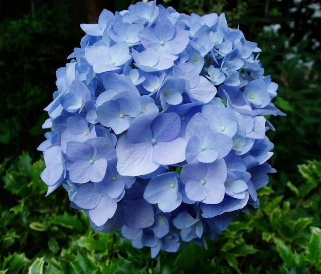 STROLL THROUGH YAMANASHI: AJISAI flower