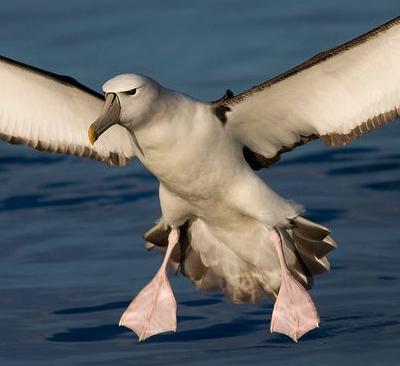 LIBERTATUM: O suave pouso do albatroz