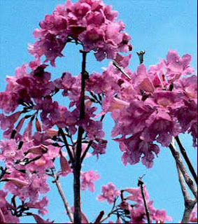 Misiones, te estoy mirando...: Lapacho Negro