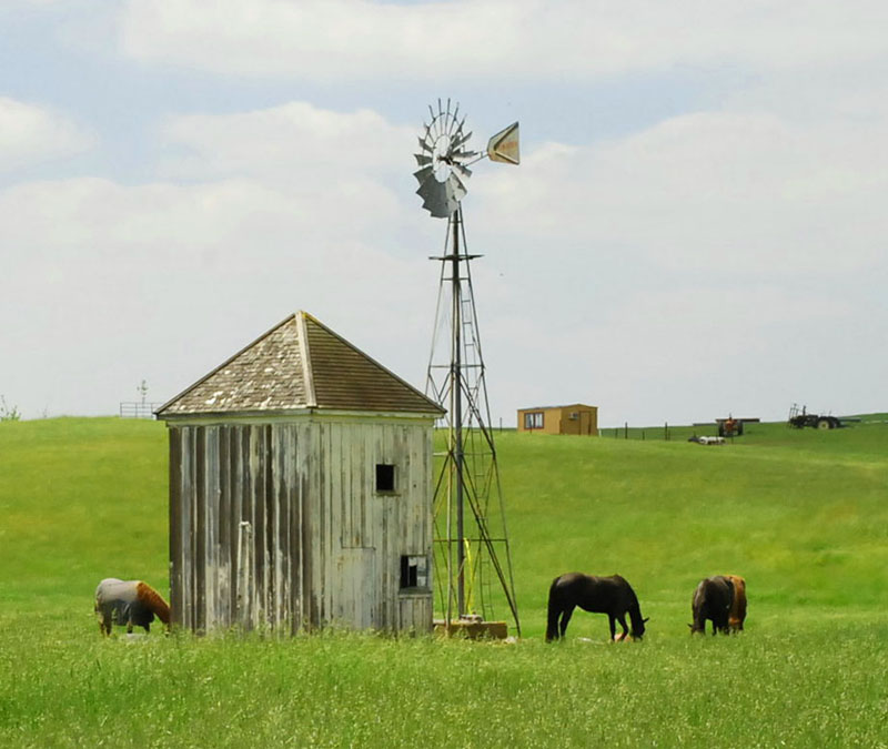 Gypsy Girls Journal: wholely cow...