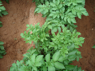 Randall and Elisabeth's Homebase: Roguing Seed Potatoes......
