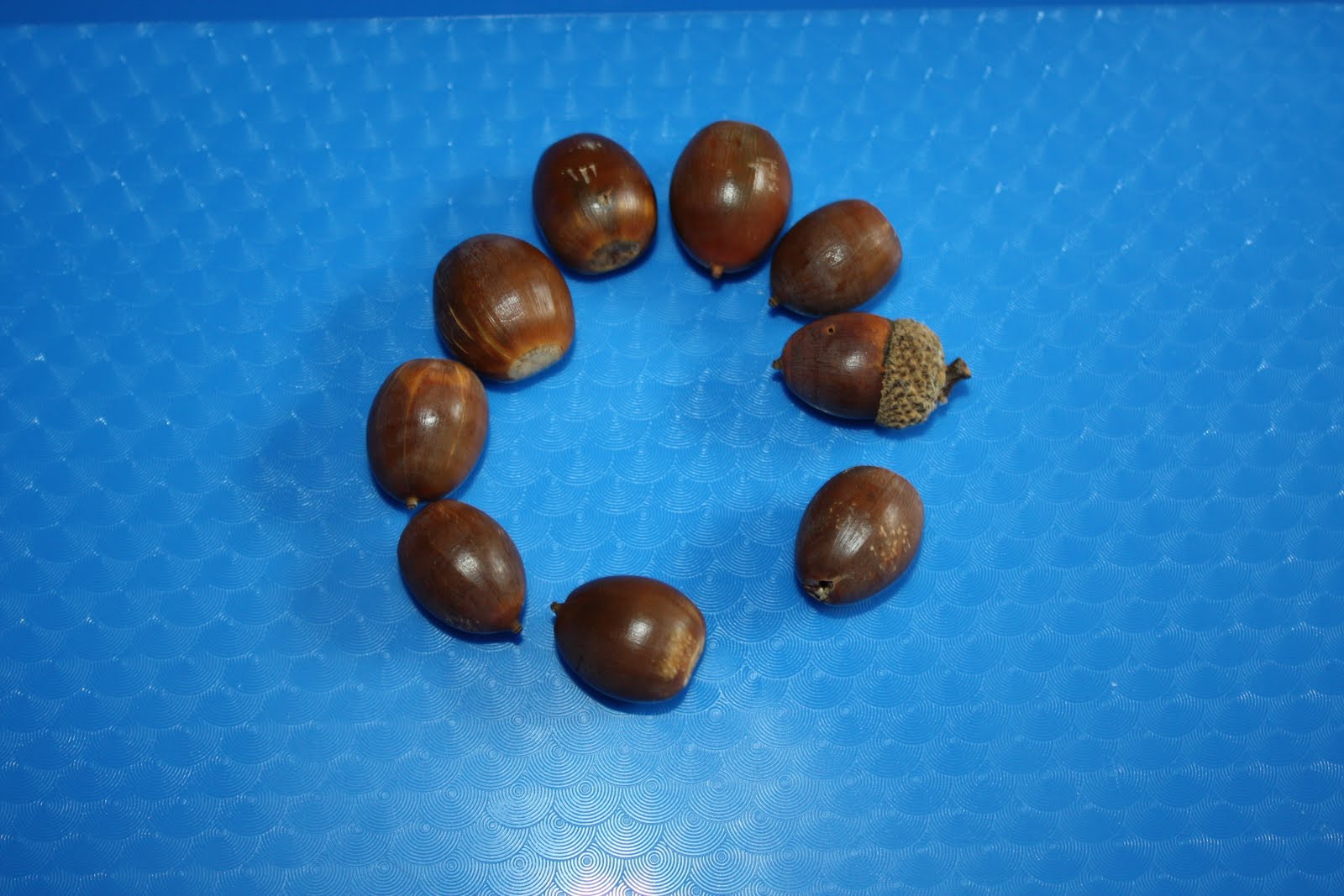 Superheroes and Princesses: A is for Acorn a.k.a Squirrel School