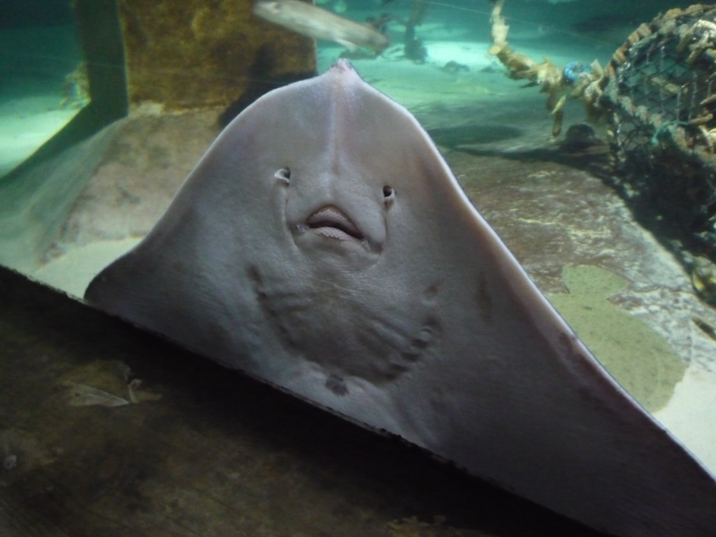 Cool zone: A trip to London Sea Life Aquarium and Greenwich Royal ...