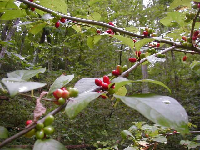 The Gardener of the Owl Valley: Favorite #9 - Spicebush