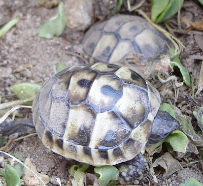 Gizmos Vintage: Hermann Tortoise's For Sale - Hermanii Testuga