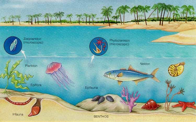 Ambientes acuáticos: Distribución de la vida acuática: