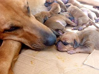 Se venden preciosos cachorros Rhodesian Ridgeback Costa Rica: Se venden ...
