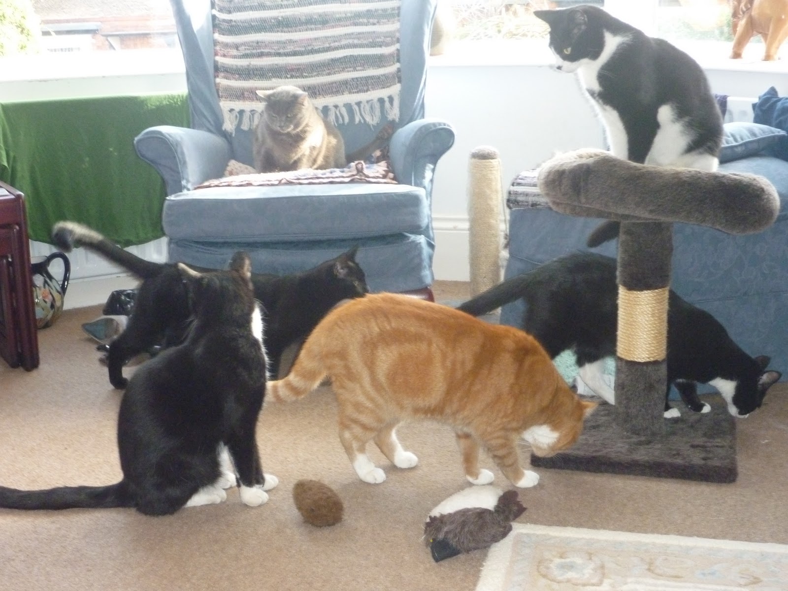 Cat Rescuing, Sunderland: STRAY AID