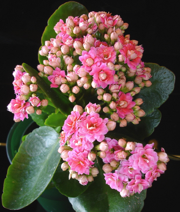 Bouquet Flores: Calandiva