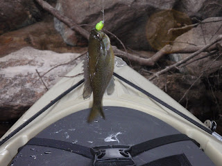 SOUTH GEORGIA KAYAK FISHING: WITHLACOOCHEE & LITTLE RIVER convergence ...