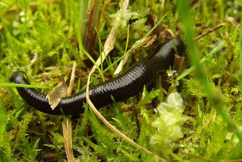 Bestiaria Latina: Latin Via Proverbs: HIRUDO