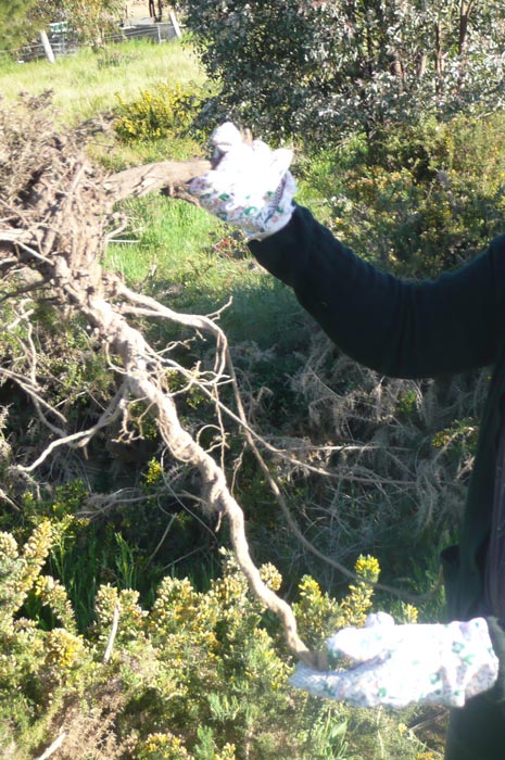 pitchfork projects: Managing gorse (Ulex europaeus) - a permaculture ...