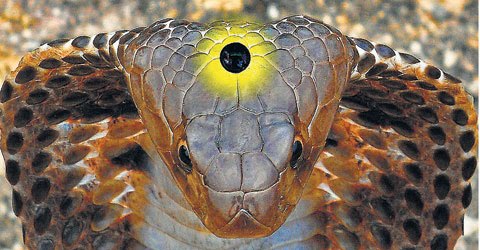 iPhone: January 2011