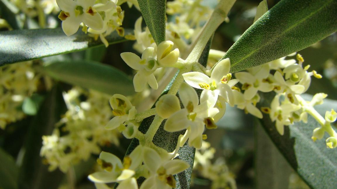 The Very Best Blog Ever!: The olive blossom's blooming!