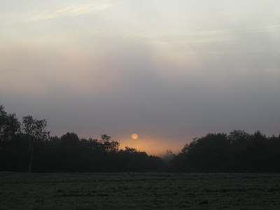 a year of getting up to meet the day: Rachel Field poetry