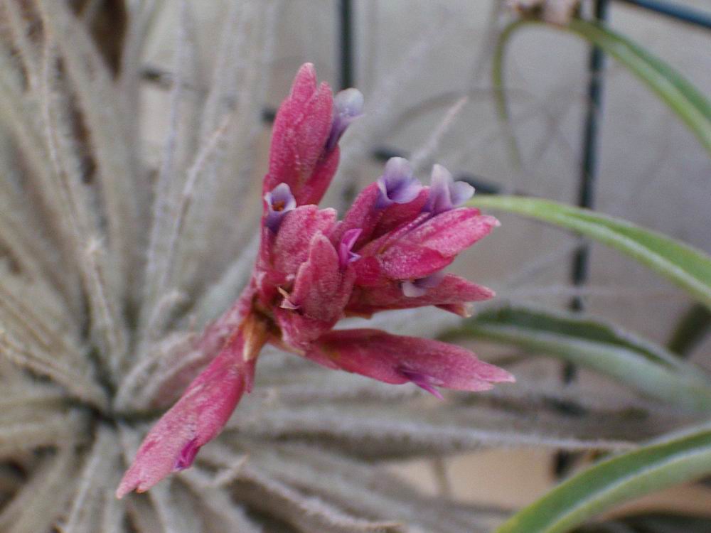 Jardí del Drach: Tillandsia tectorum