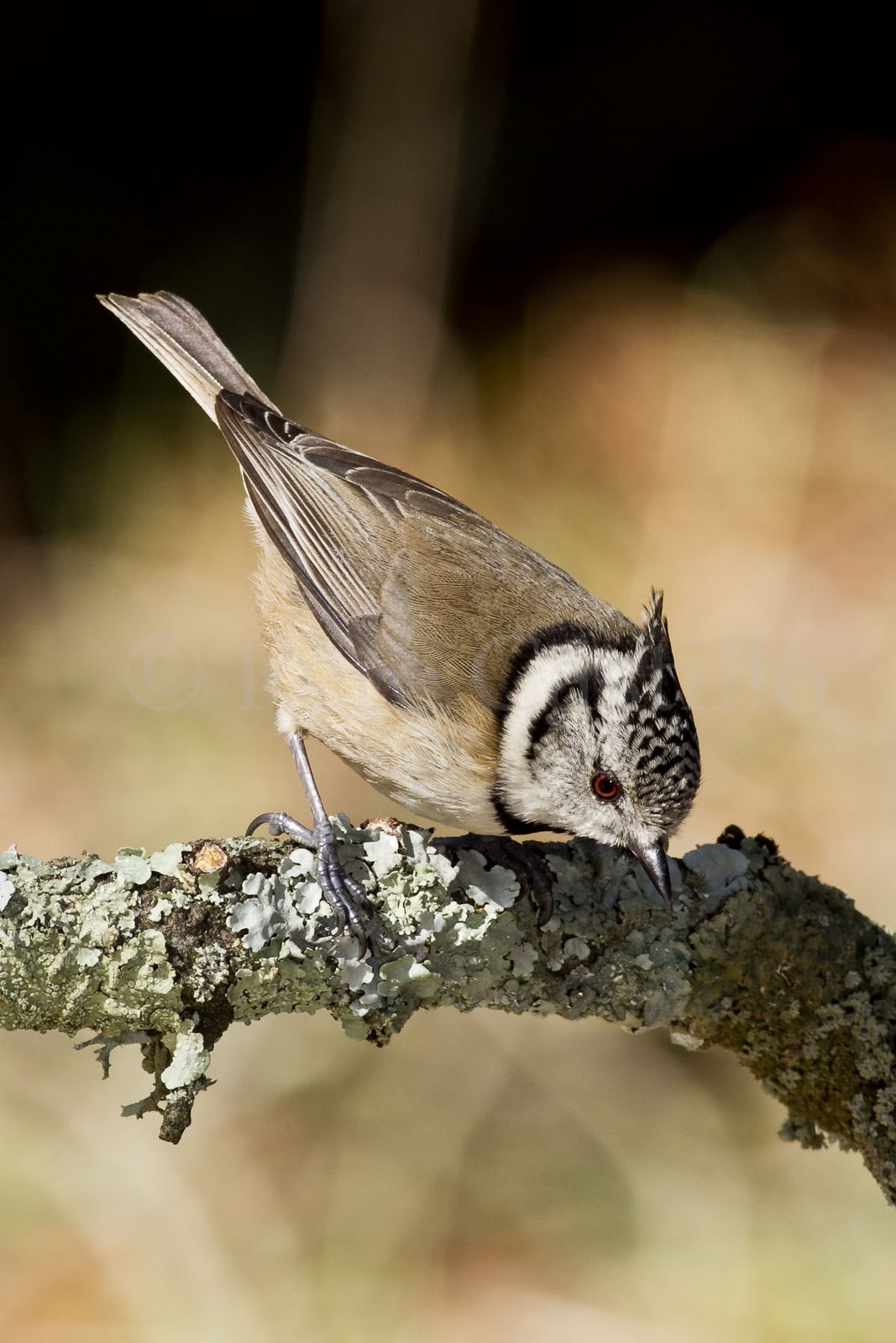 Fauna de Castril: 2011-01-09