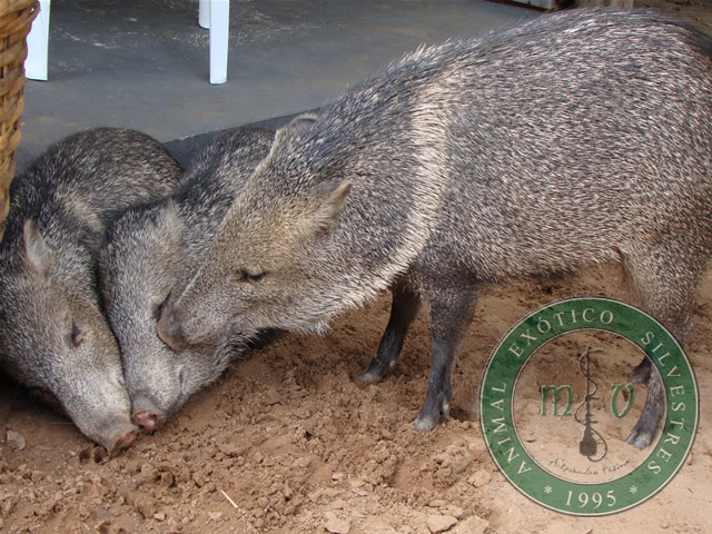 Atendimento Veterinário - SP / Fones: 9911-2330 / 7865-9482 - www ...