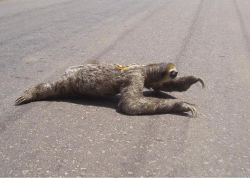 Het Lelijkste Dier | Flora & Fauna (F&F) - forum.fok.nl